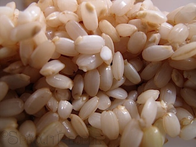 Sprouted Rice